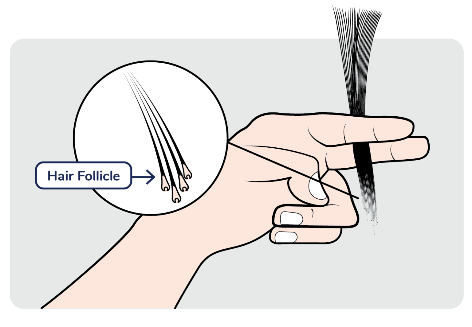 Equine Sample Collection - Animal Genetics