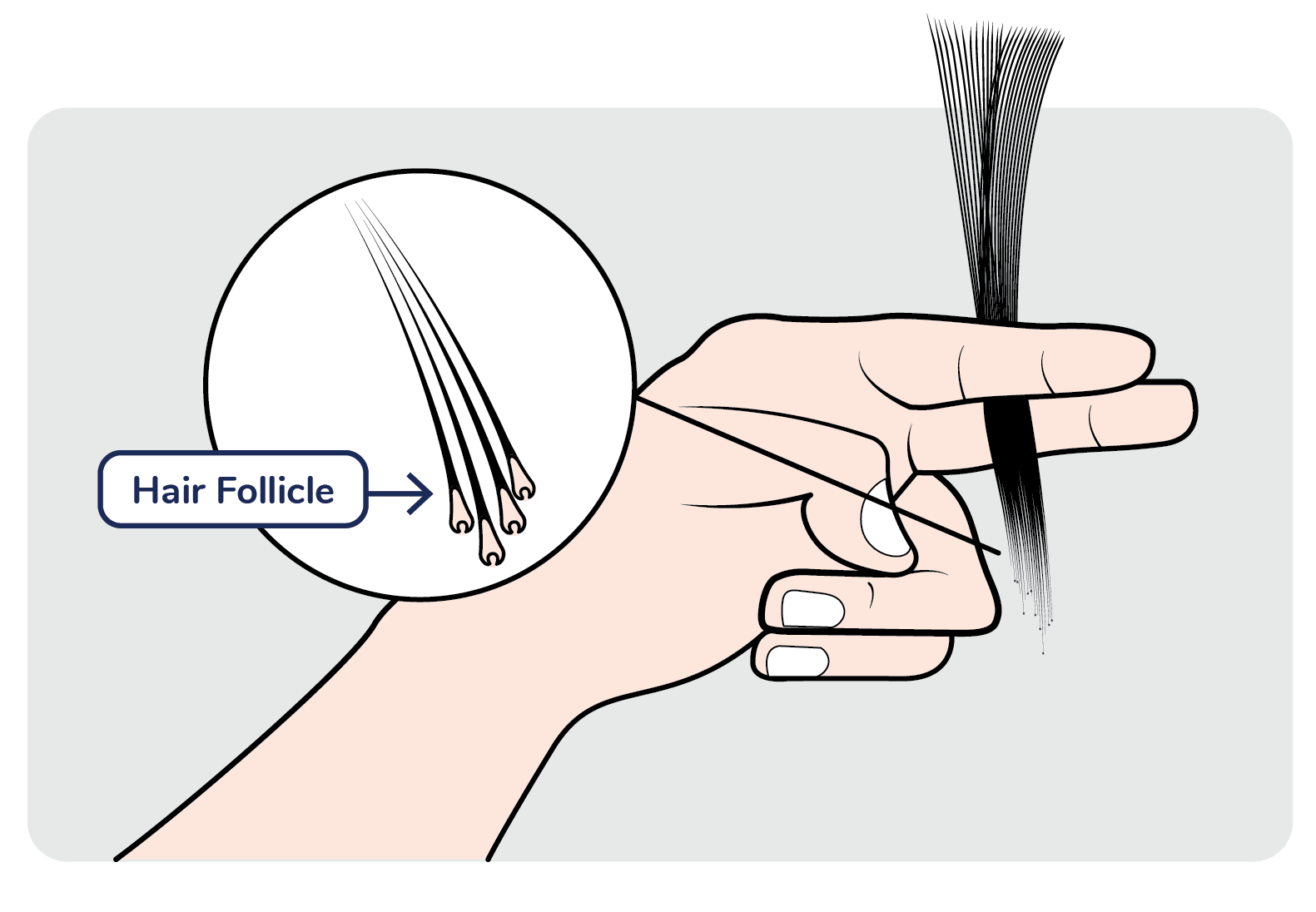 Equine Sample Collection - Animal Genetics