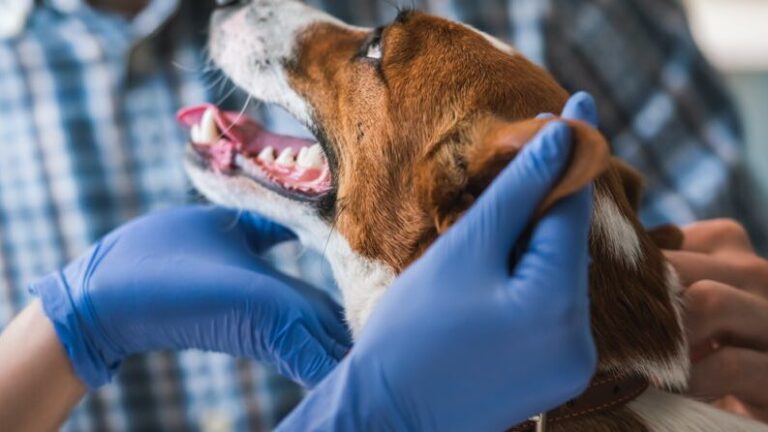 Canine Services - Animal Genetics