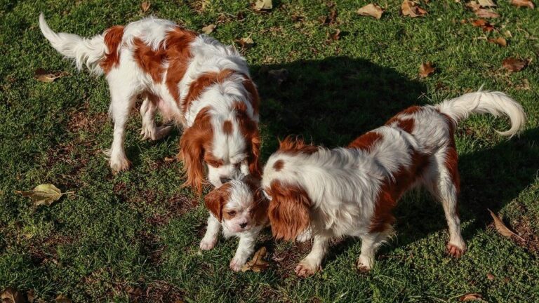 Canine Services - Animal Genetics