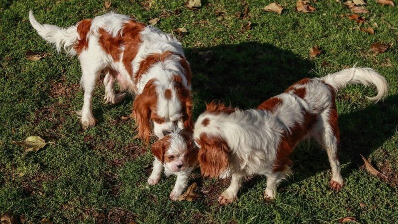 Canine Services - Animal Genetics