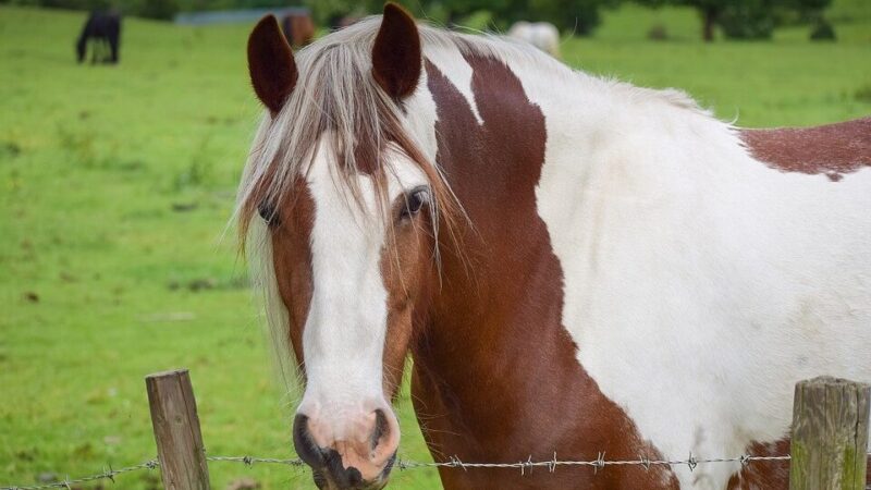 Equine Services - Animal Genetics