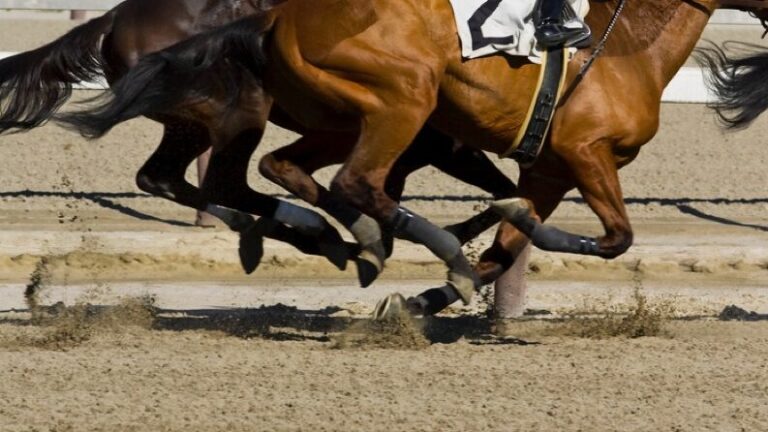 Equine Services - Animal Genetics