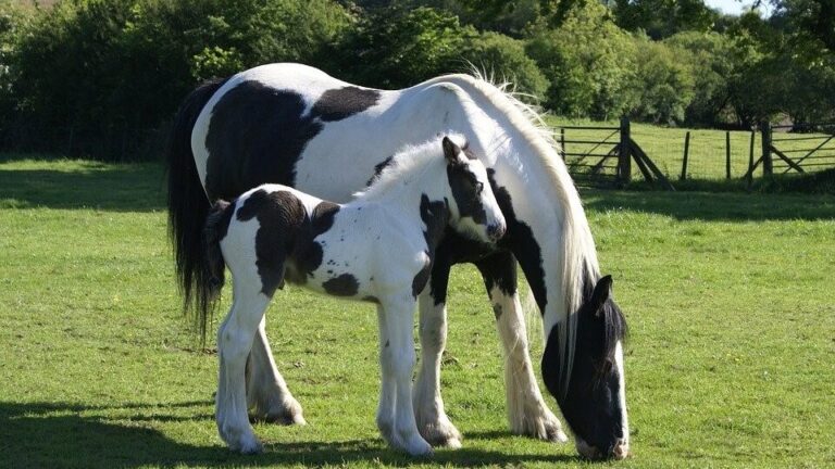Equine Services - Animal Genetics